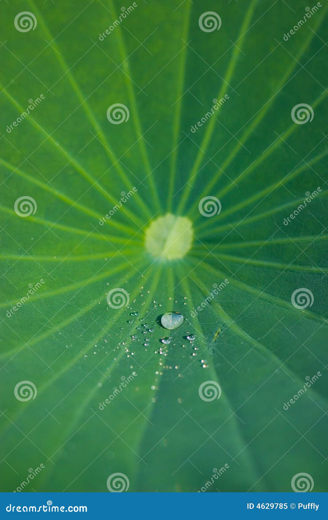 Green Lotus Leaf with Water Drops Stock Image - Image of bright ...