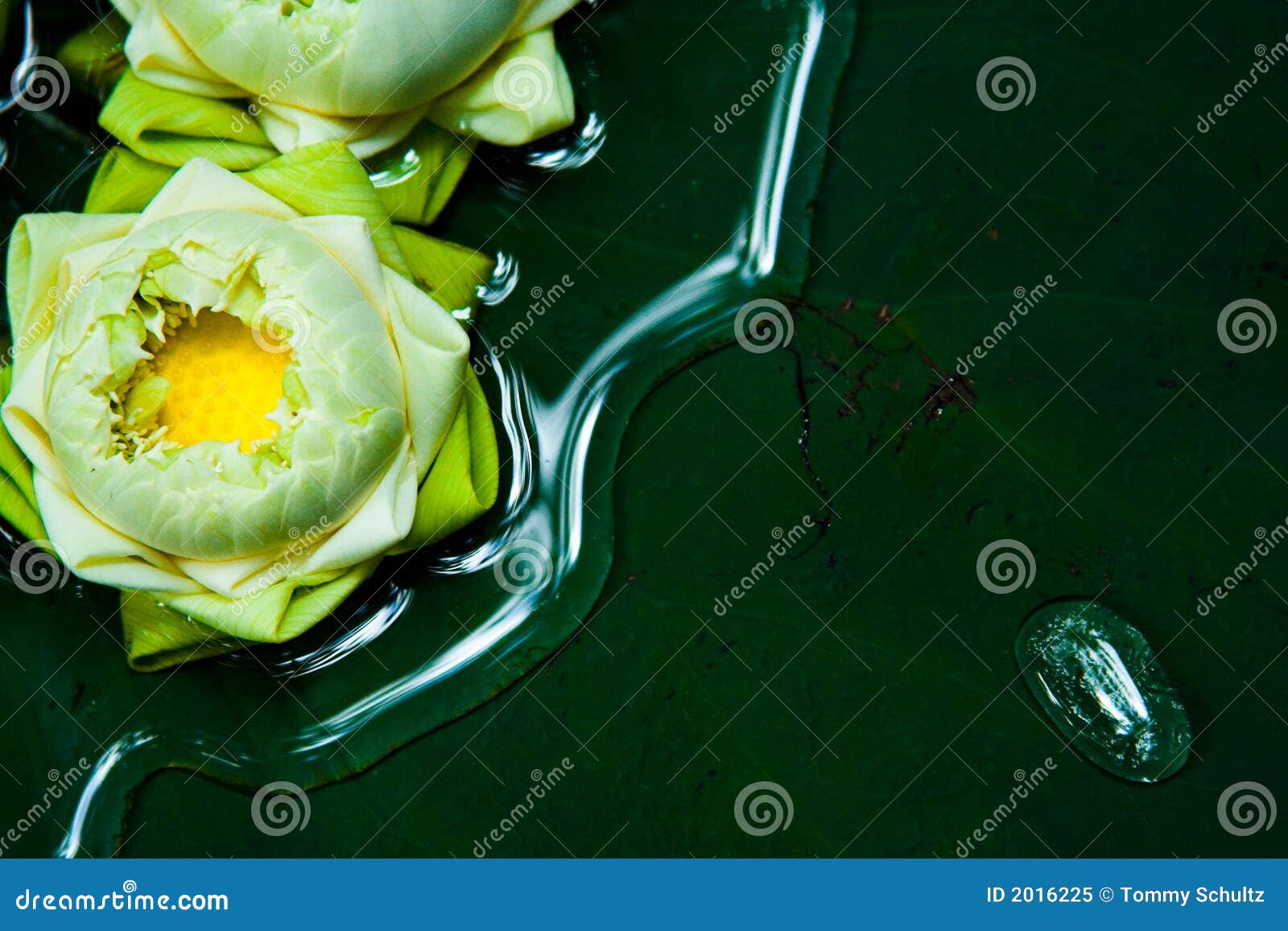 Green lotus plants in Asia stock image. Image of holiday - 2016225