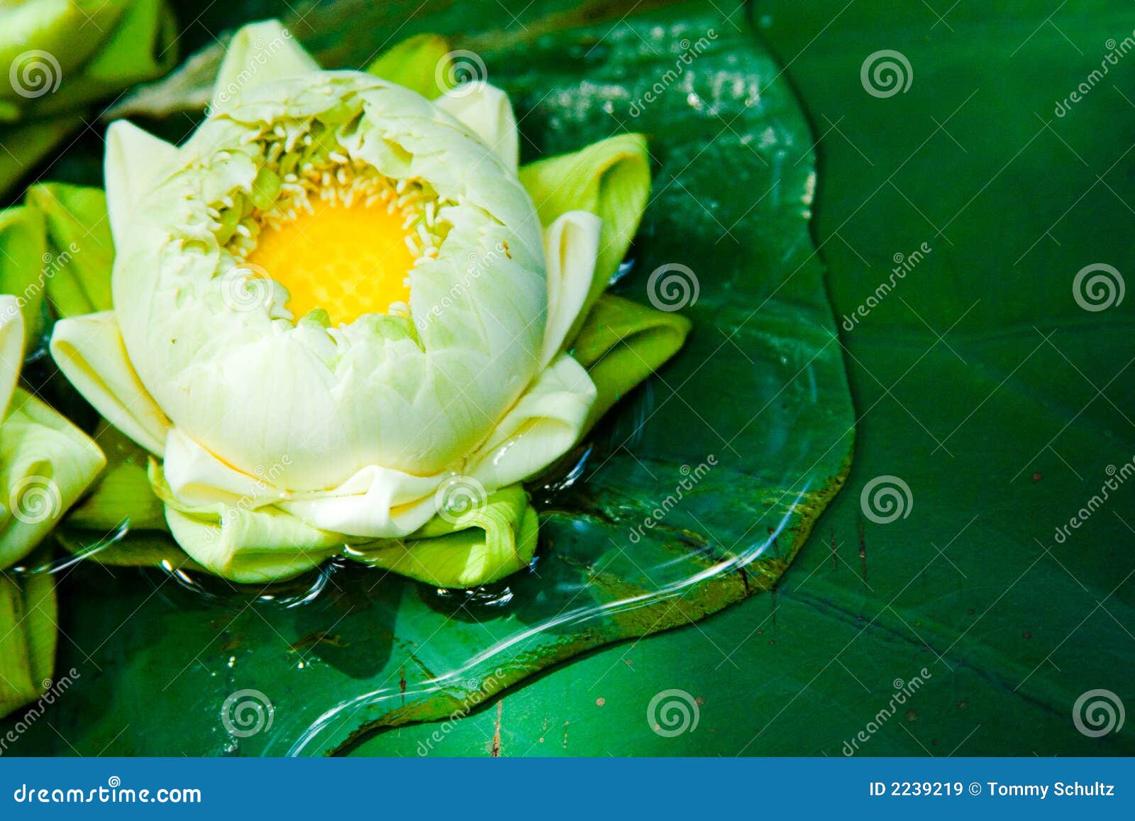 Green lotus plants in Asia stock image. Image of green - 2239219