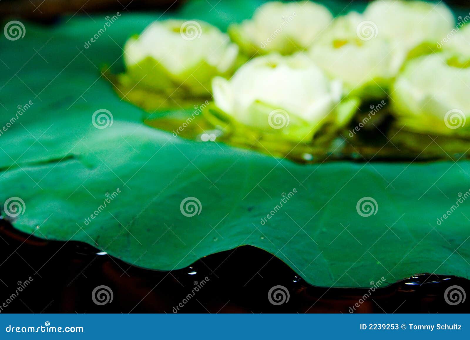 Green lotus plants in Asia stock image. Image of city - 2239253