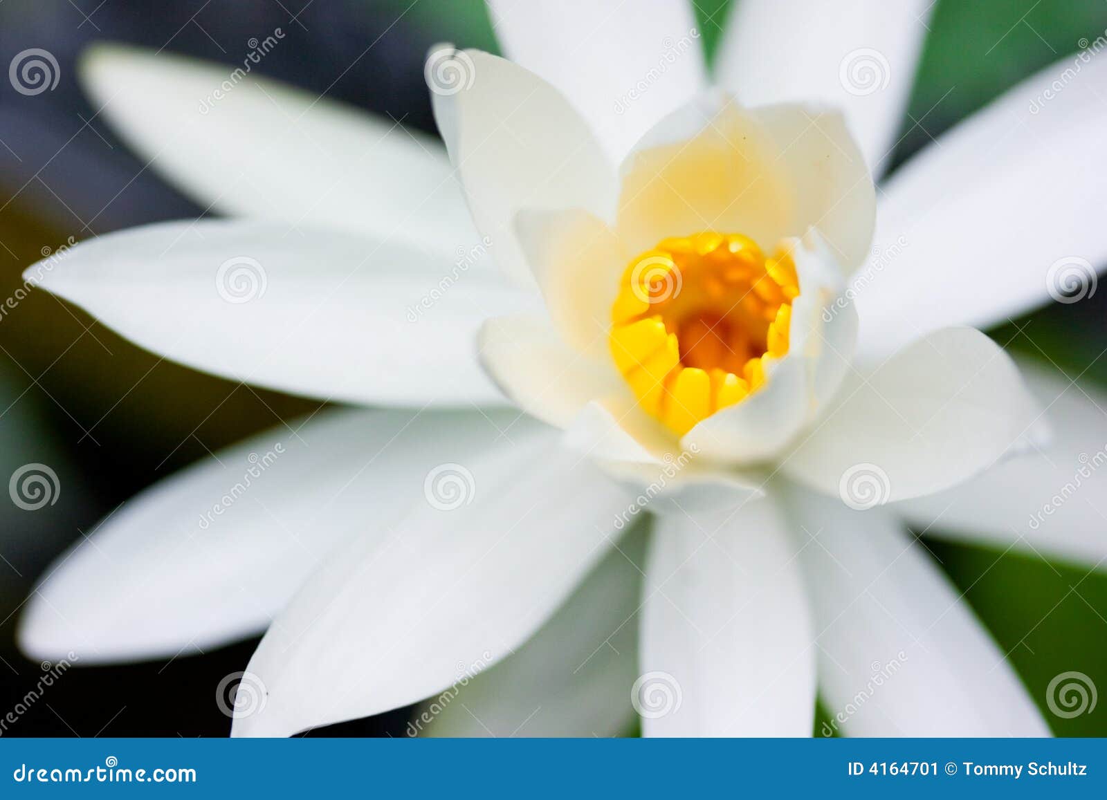 Green lotus plants in Asia stock image. Image of east - 4164701