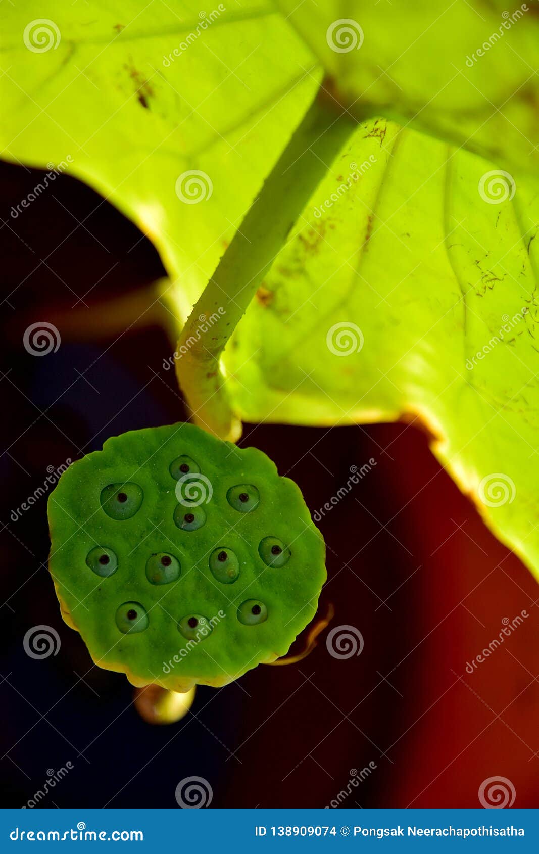 The Green Lotus Pods Under the Lotus Leaf Stock Photo - Image of ...