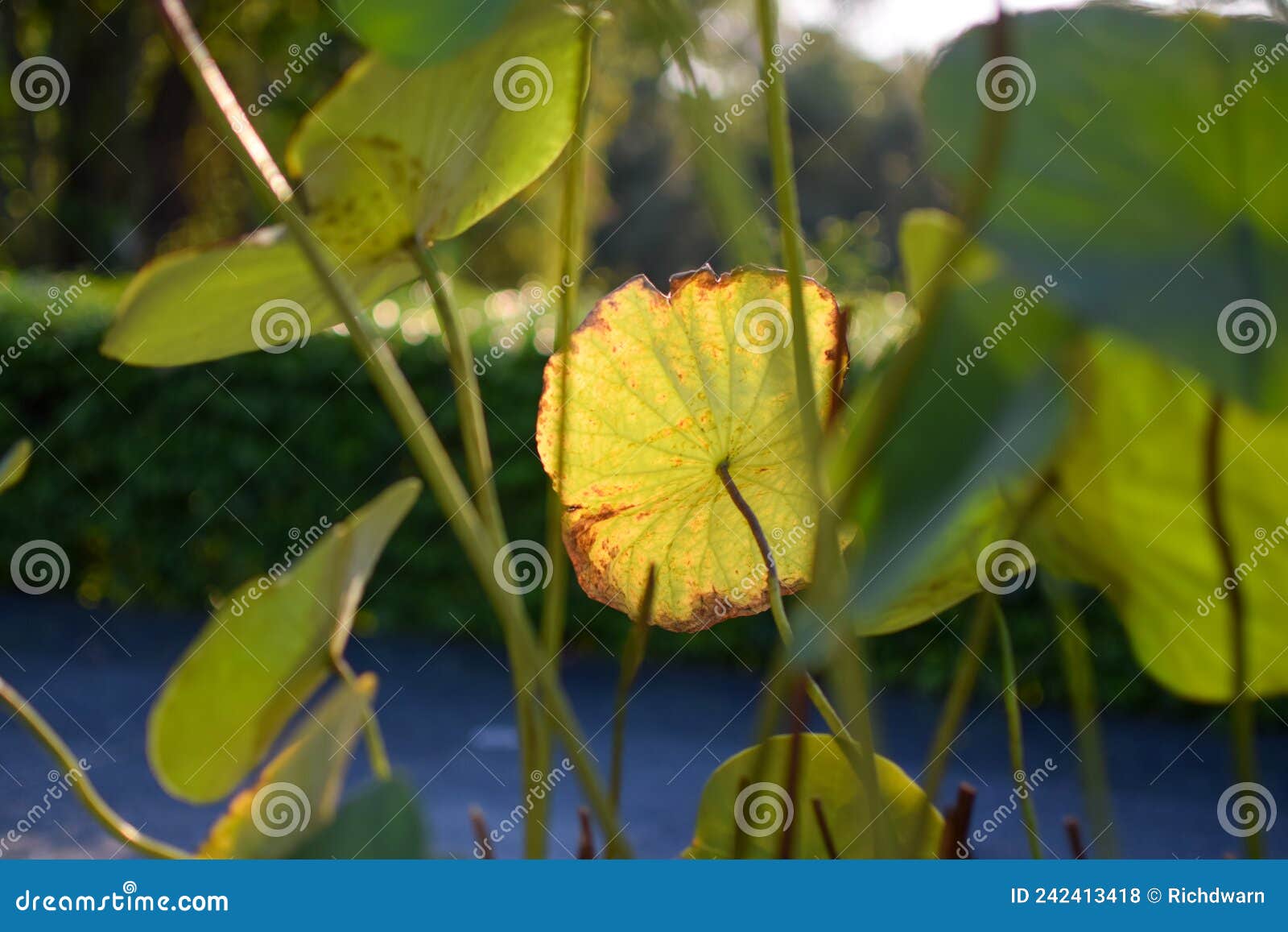 Lotus tree stock photo. Image of plant, water, parasite - 242413418