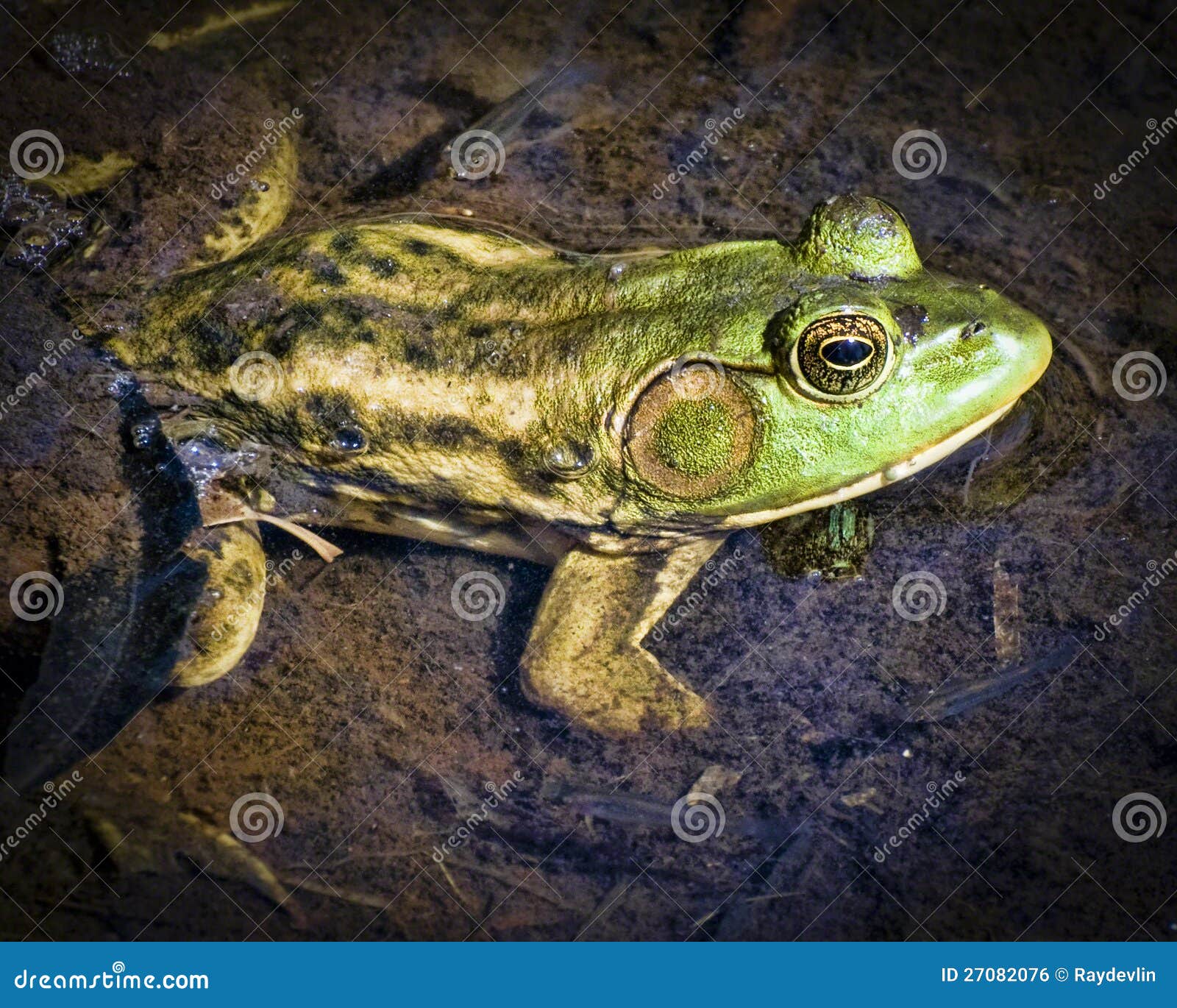 Green Louisiana Swamp Frog stock photo. Image of frog - 27082076