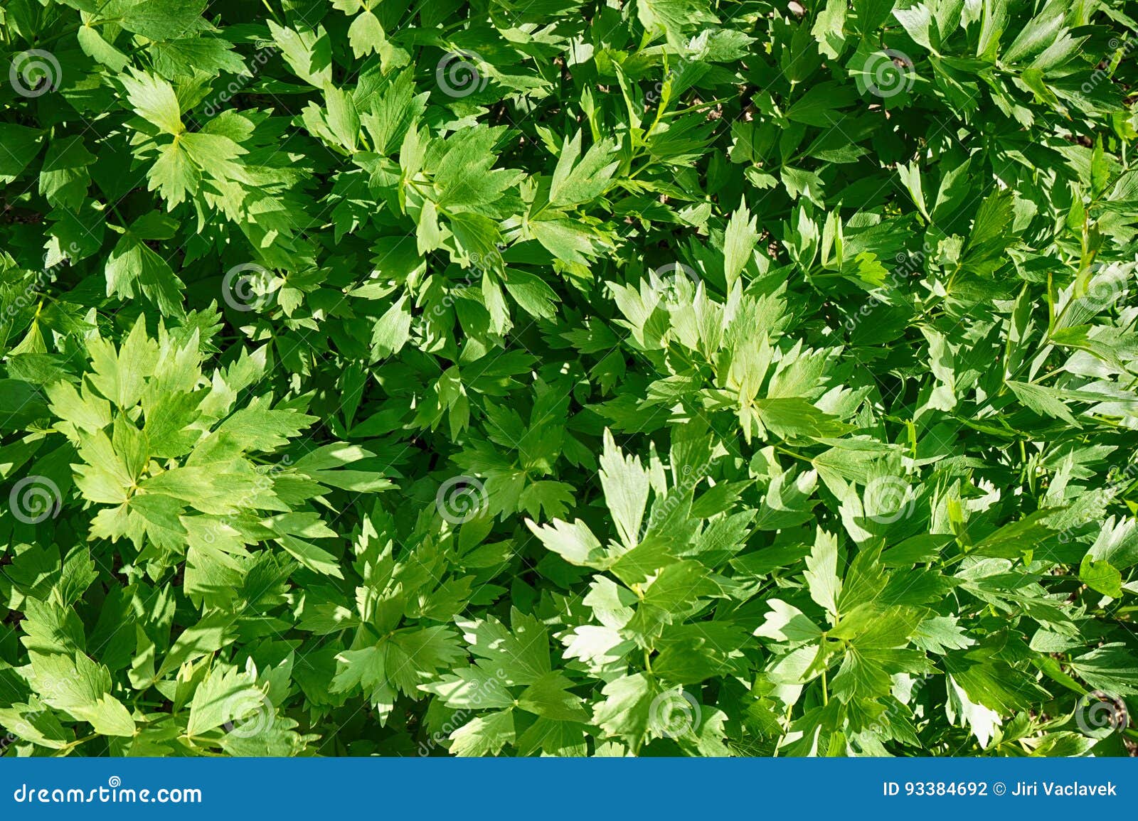 Green lovage plant stock photo. Image of europe, celery - 93384692
