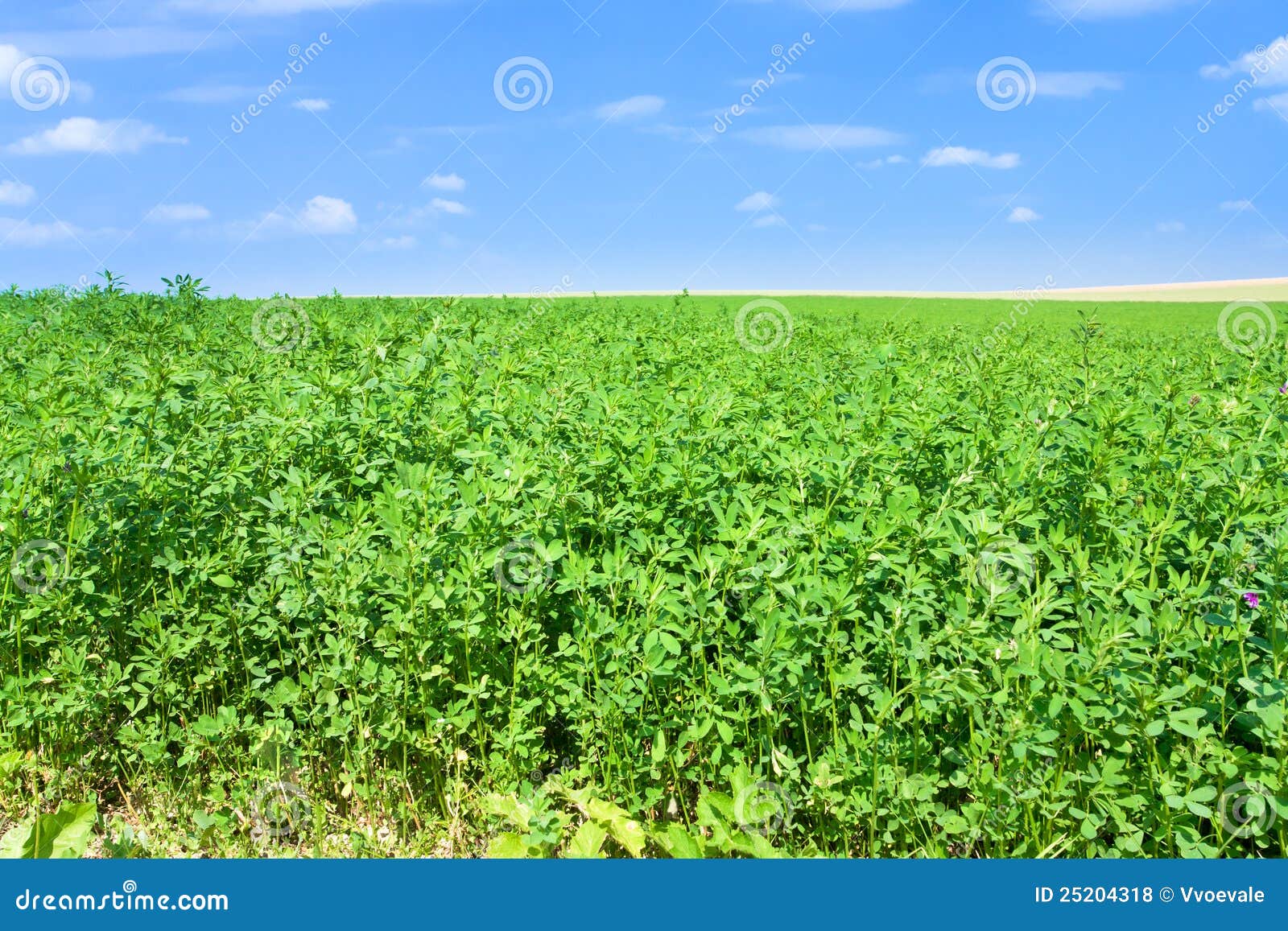 Green Lucerne Field Blue Sky Stock Photo - Image of cultivate, farm ...