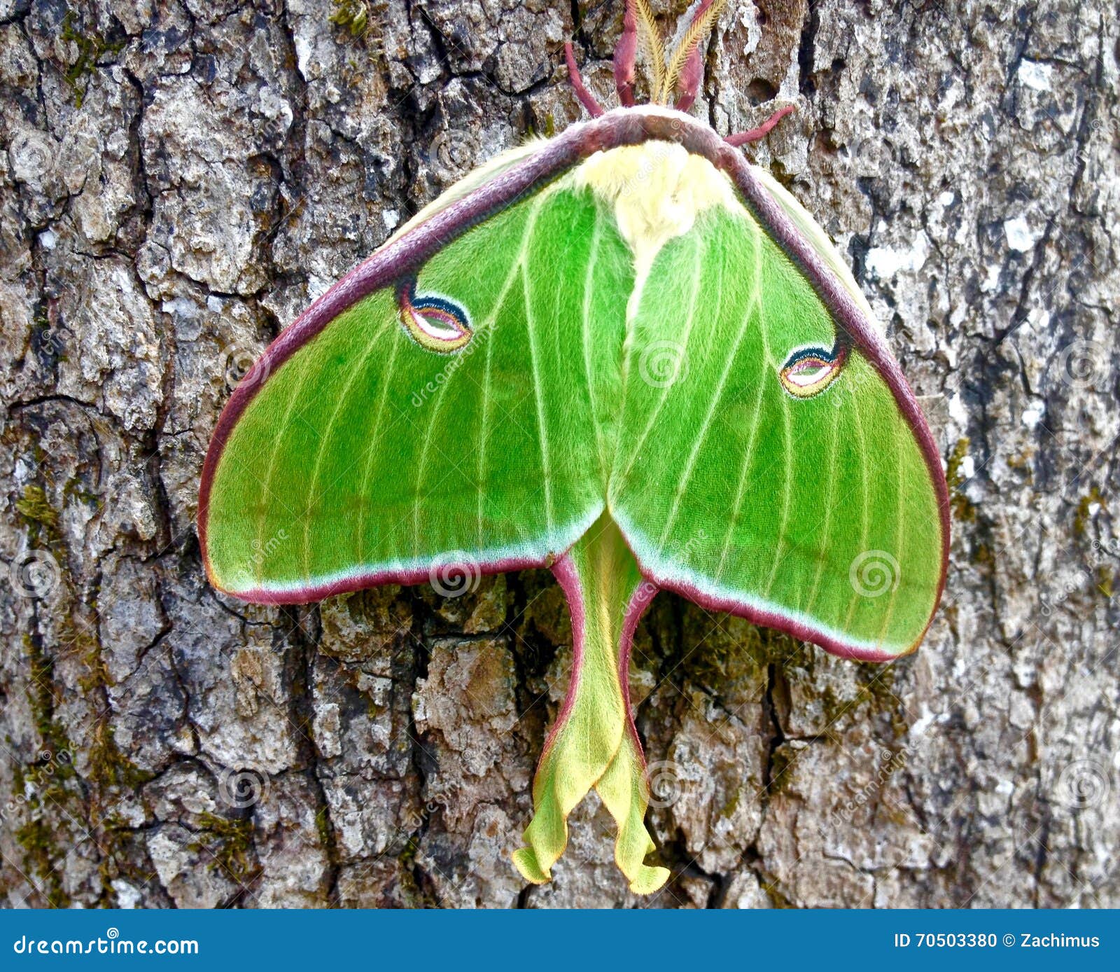 Green Luna Moth Sitting on a Tree Stock Photo - Image of brown, moth ...