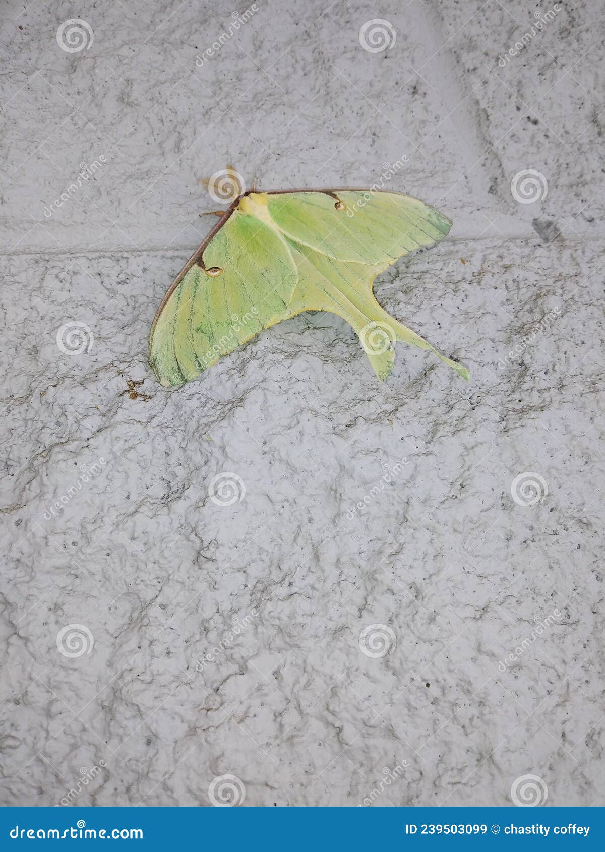 Green Lunar Moth Closed Wings Stock Image - Image of drawing, leaf ...