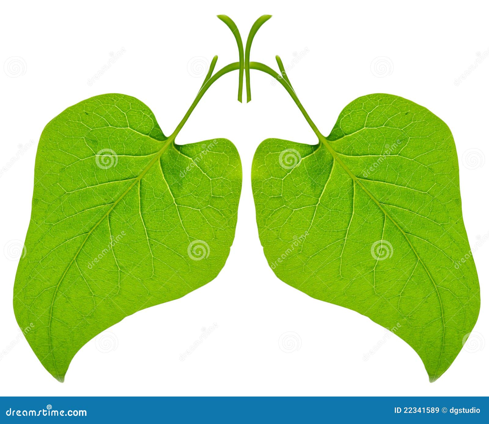 Ramifying stock image. Image of desig, spring, shaping - 22341589