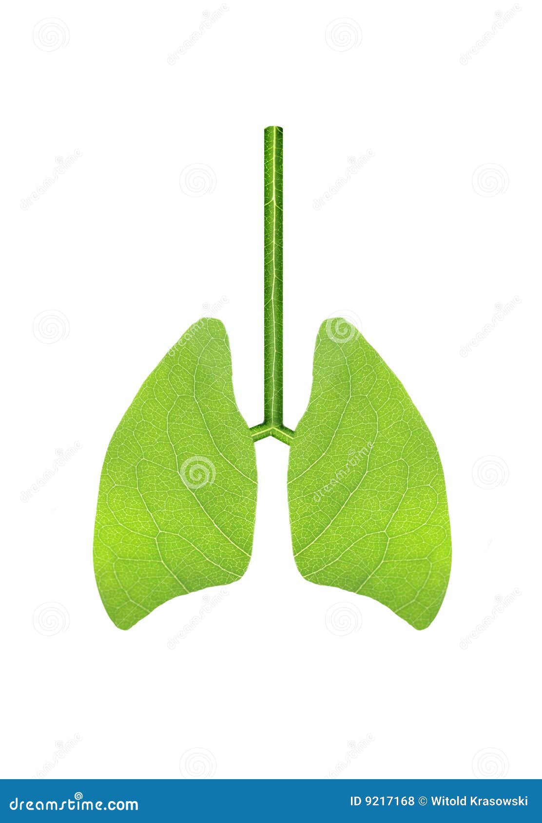 Green lungs stock photo. Image of background, system, ecology - 9217168