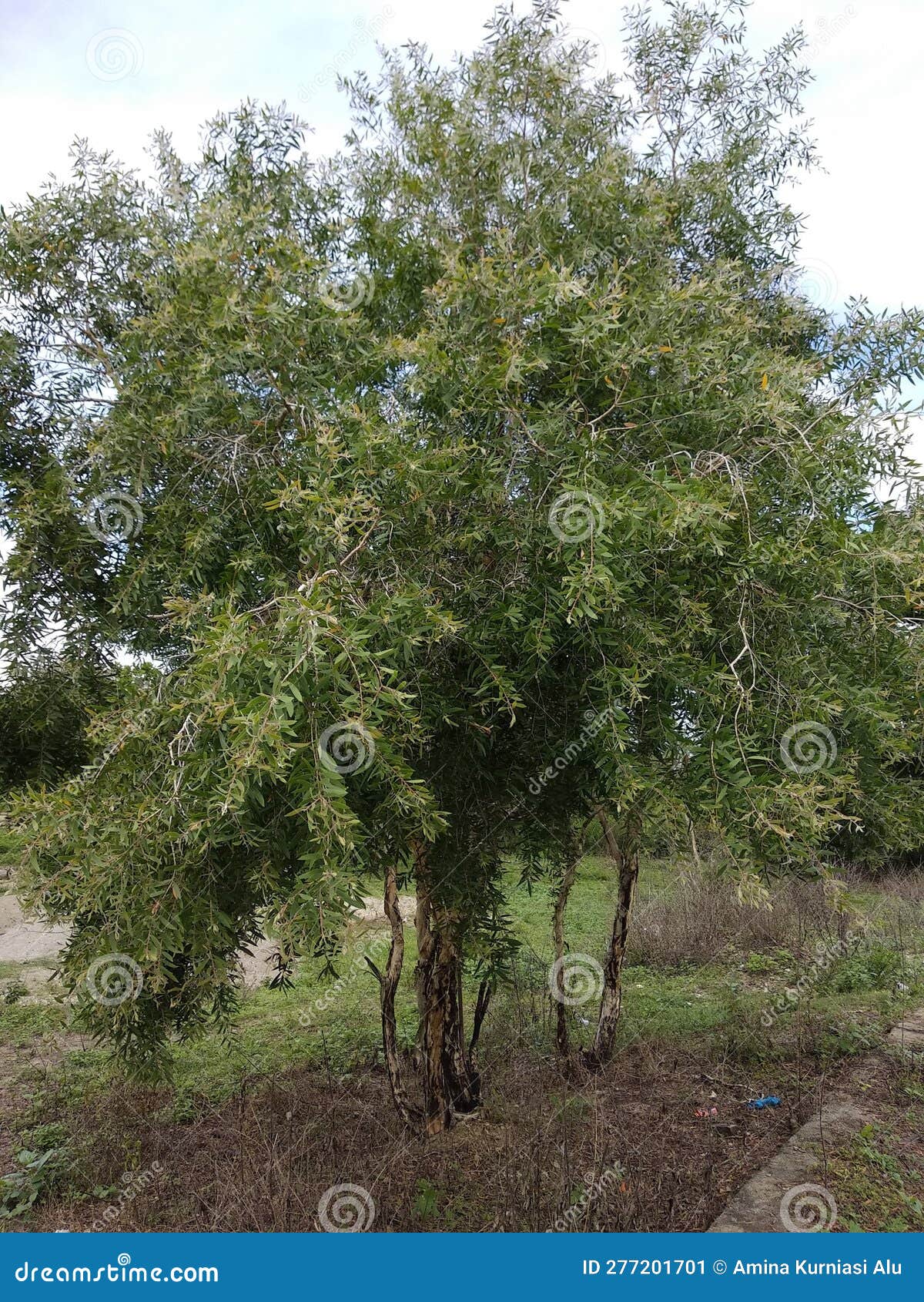 Green and Lush Cajuput Trees in Buru Island Stock Image - Image of ...