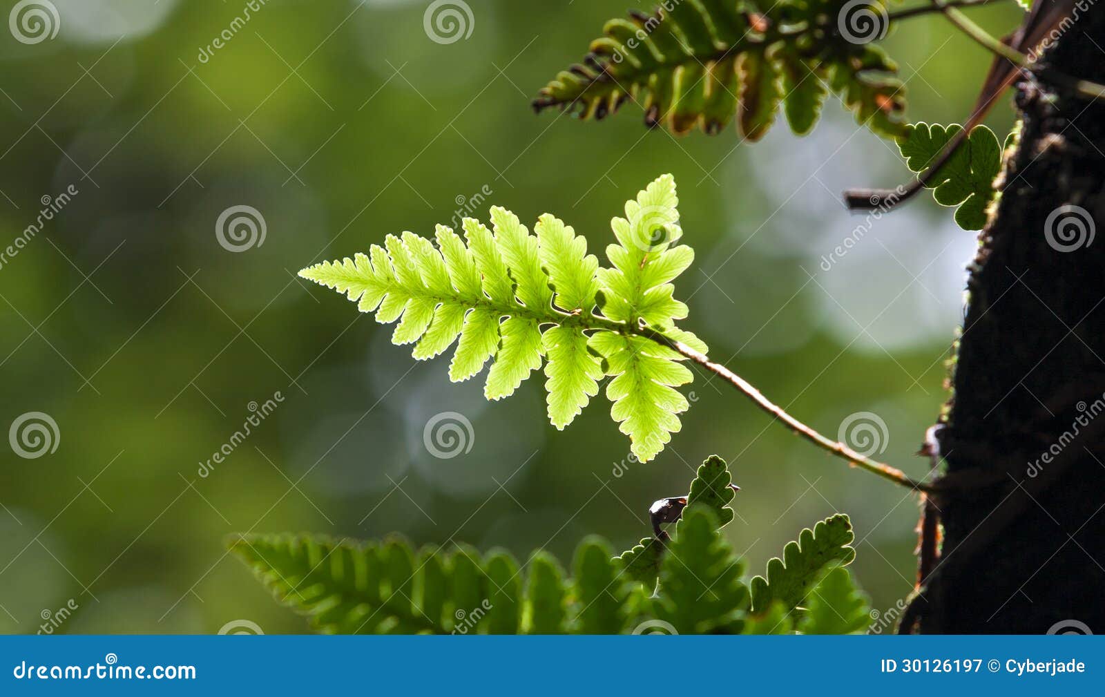 Lush Ferns In The Amazon Rainforest Of Peru Stock Photography ...