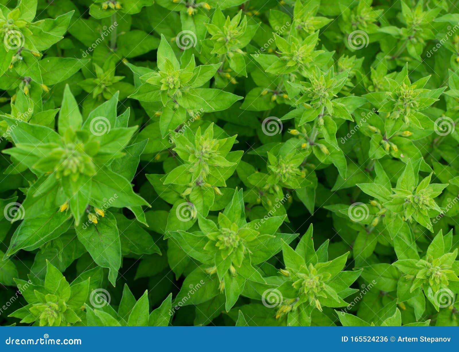 Green Lush Leaf Background, Natural Leaves Plant Pattern or Textur ...
