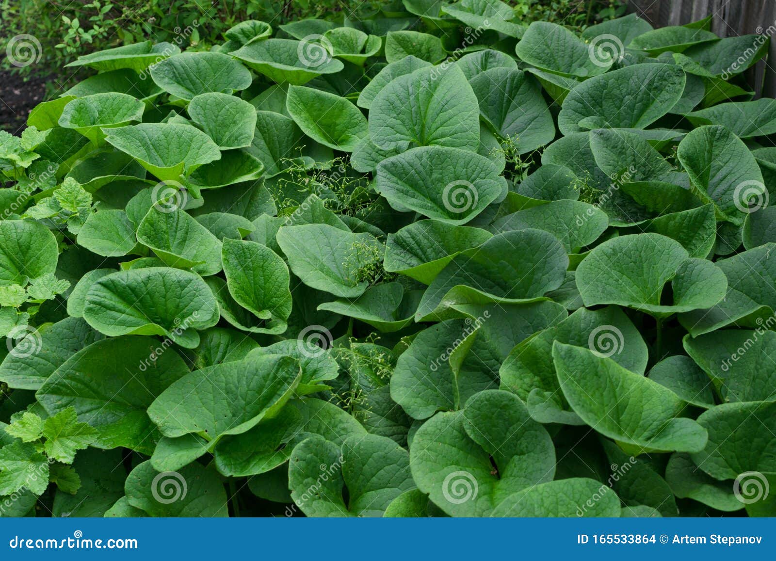 Green Lush Leaf Background, Natural Leaves Plant Pattern or Textur ...