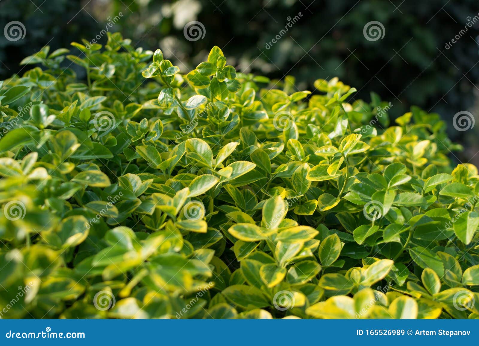 Green Lush Leaf Background, Natural Leaves Plant Pattern or Texture ...