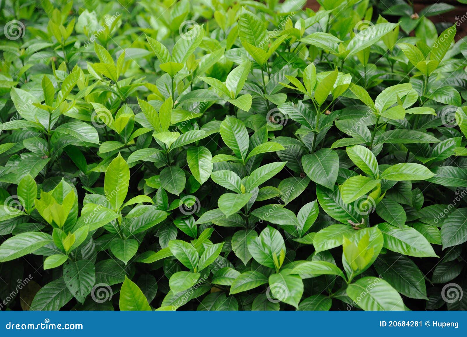 Green lush leaves stock image. Image of grow, beech, horticulture ...