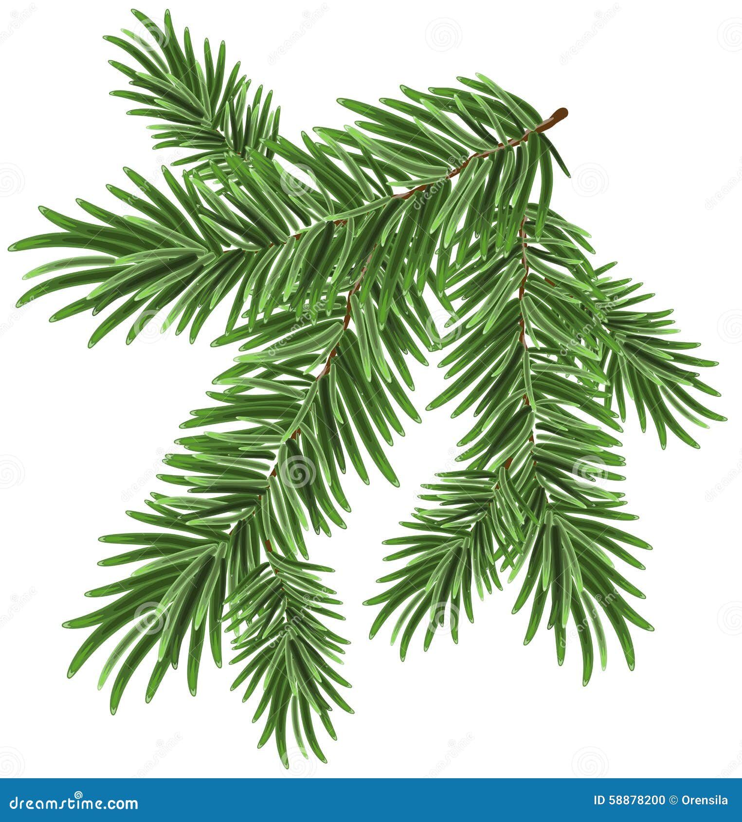 Spruce Branch Isolated On White Background. Green Fir. Realistic ...