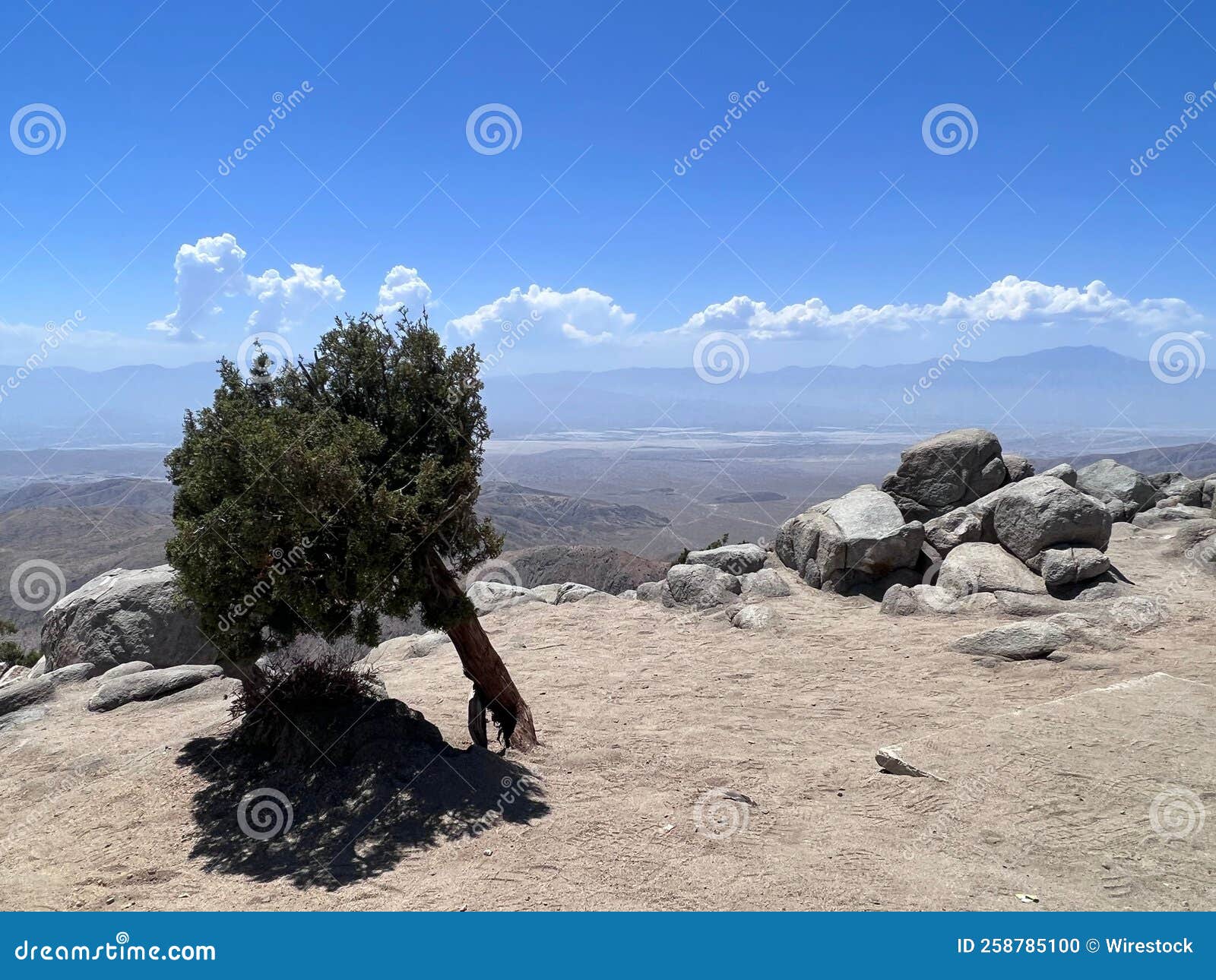 Green Lush Tree Bent in the Deserted Area with Mountains in the ...
