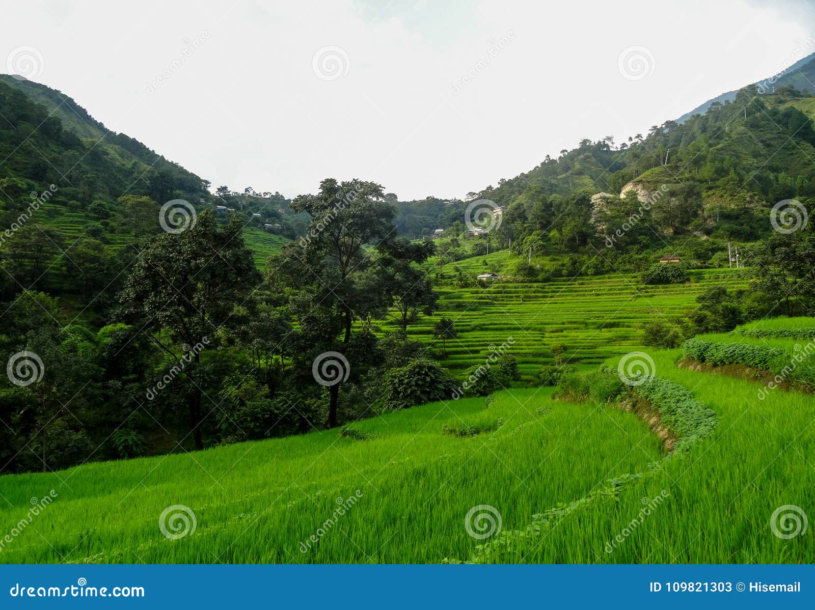 A Green Lush Valley Farming Rice Stock Image - Image of nature ...