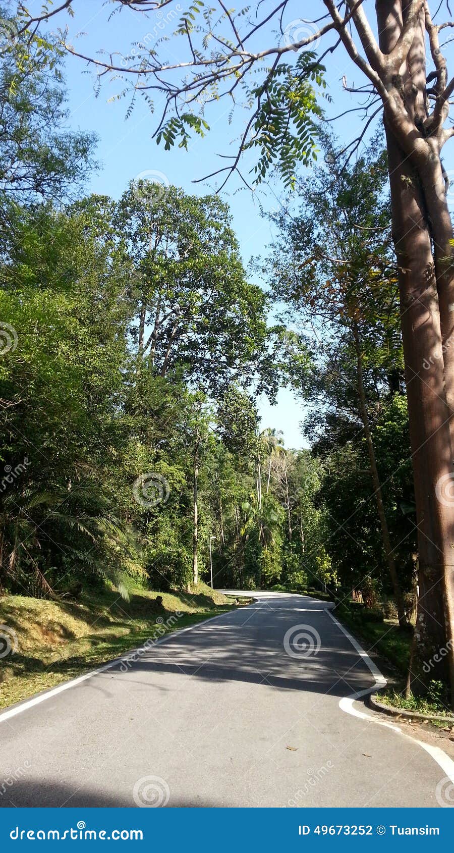 Trunk Road Besides Woljeong Beach Providing Leading Line At Jeju Island ...
