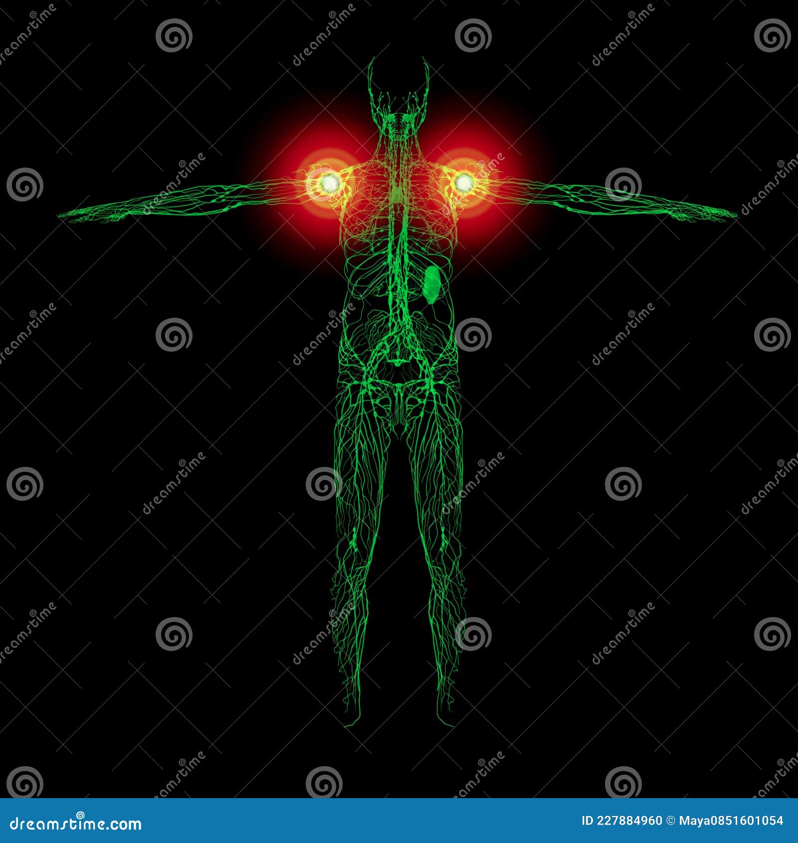 3D Rendering Illustration of Lymphatic System Stock Illustration ...