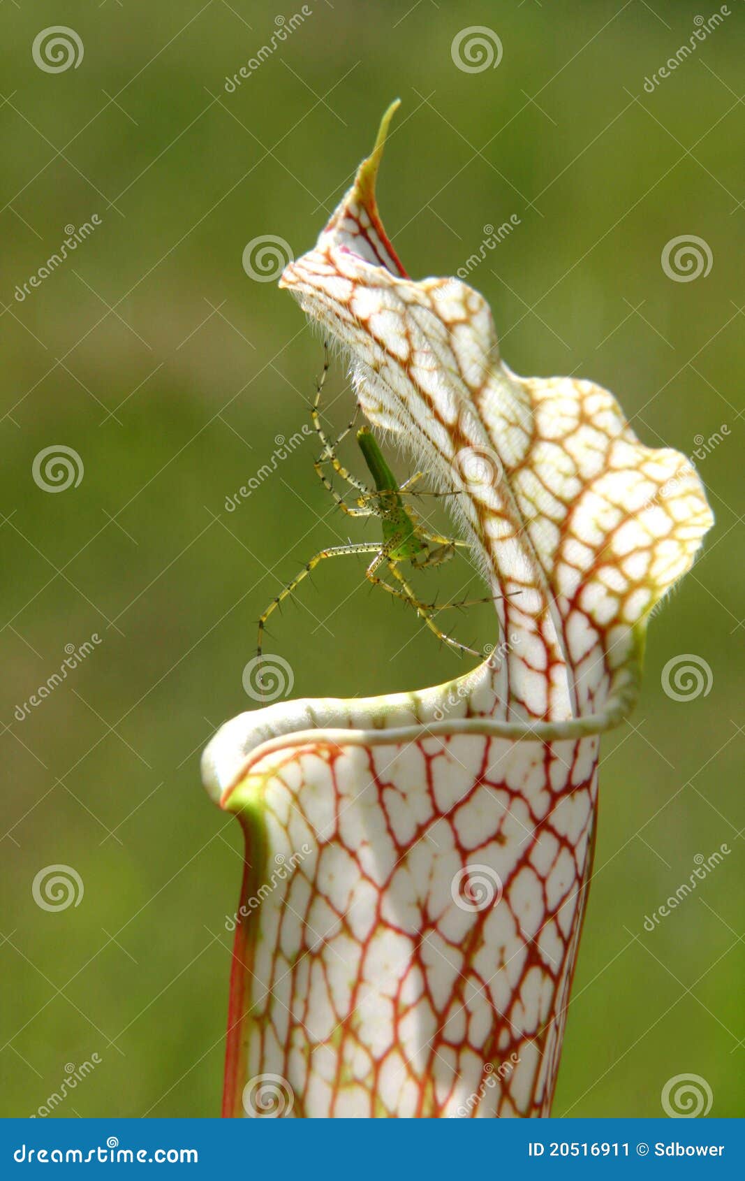 Green Lynx Spider on Pitcher Plant Stock Image - Image of pitcher ...
