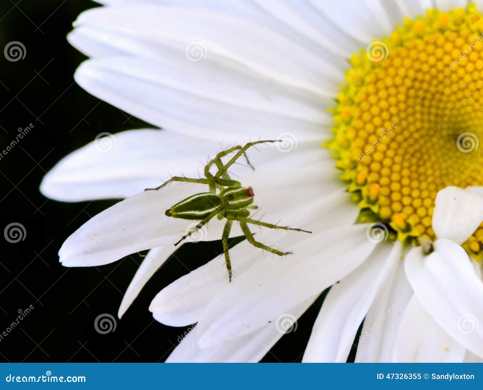 Green Lynx Spider on White Daisy Stock Image - Image of spiders, lynx ...