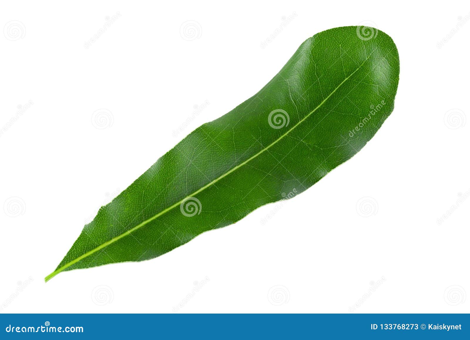 Green Macadamia Leaves Isolated on a White Background. Stock Image ...