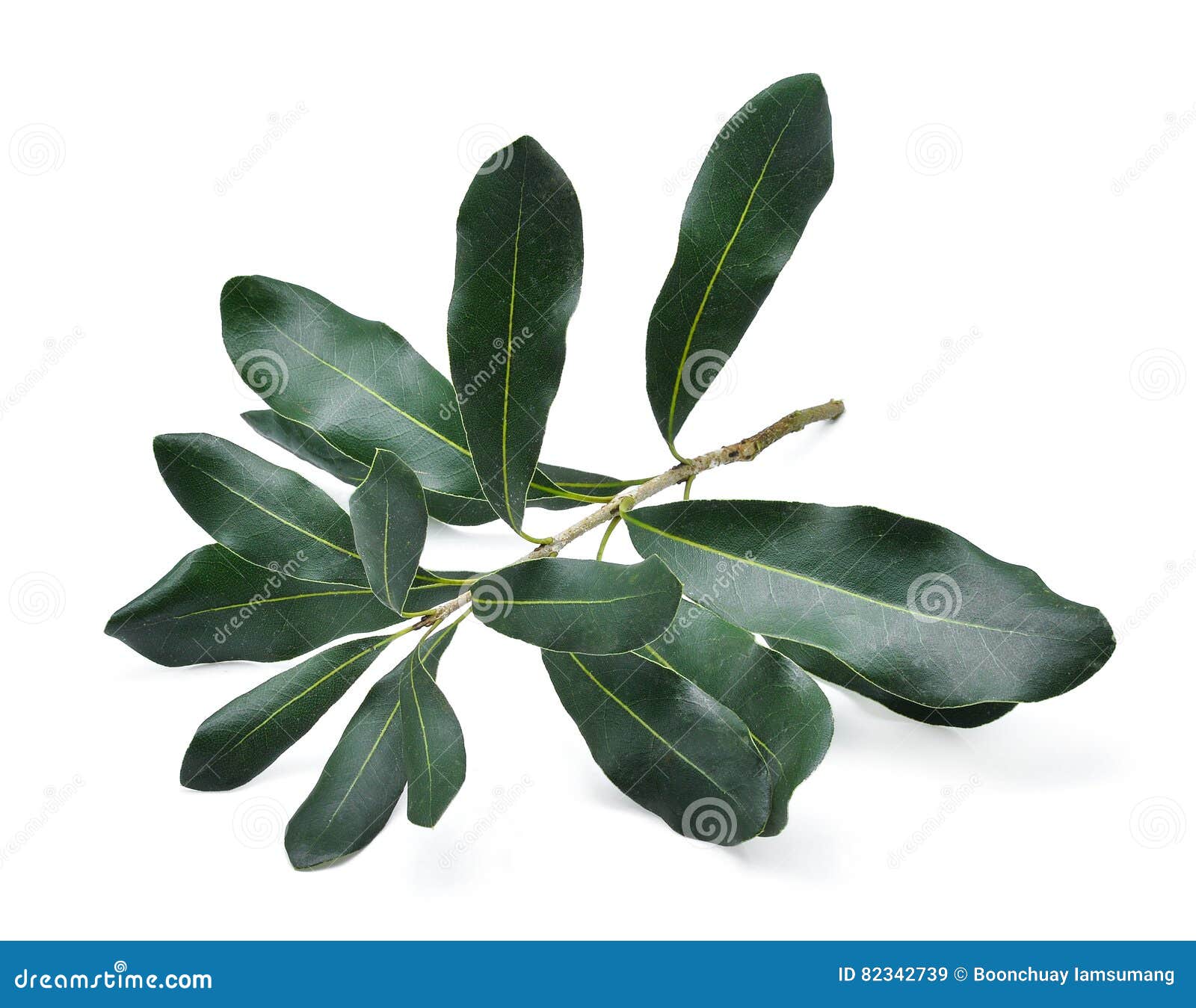 Green Macadamia Leaves Isolated on White Background Stock Image - Image ...