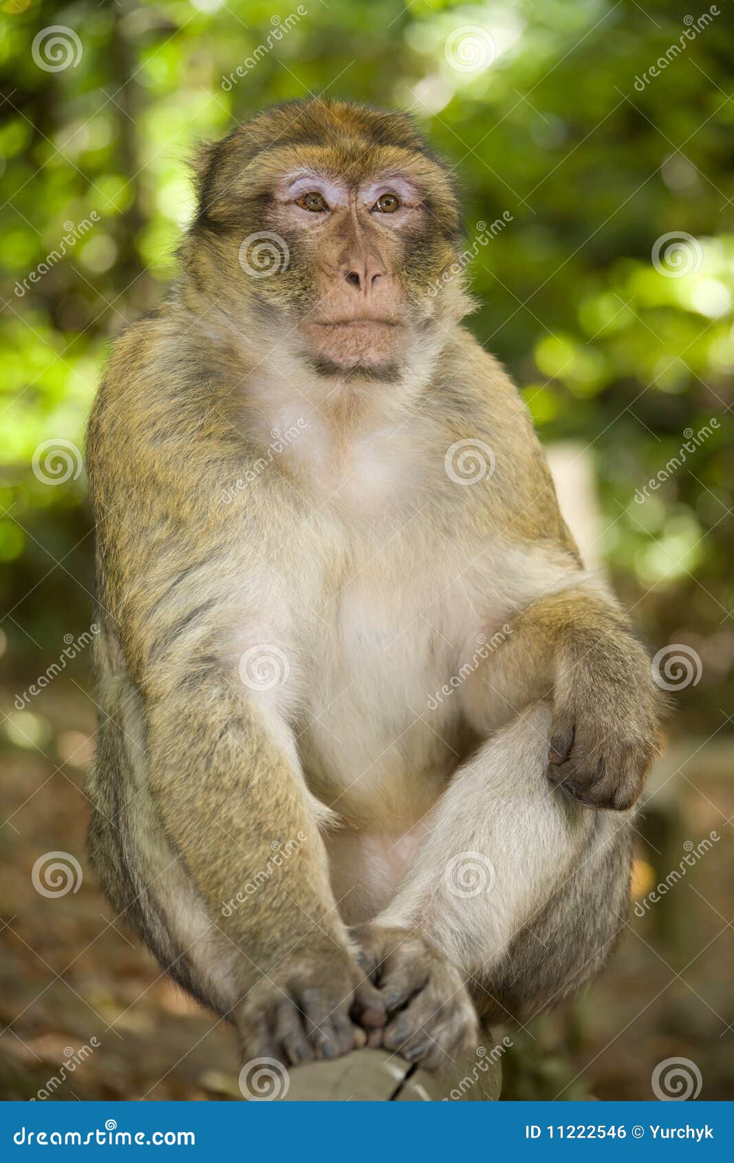 Green macaque monkey stock photo. Image of safari, endemic - 11222546