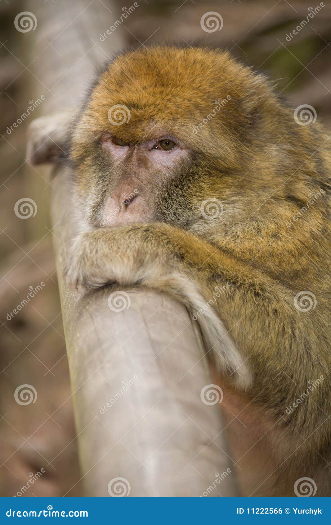 Green macaque monkey stock photo. Image of africa, wildlife - 11222566