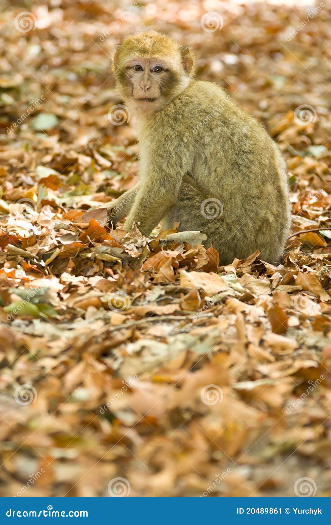 Green macaque monkey stock image. Image of brown, face - 20489861