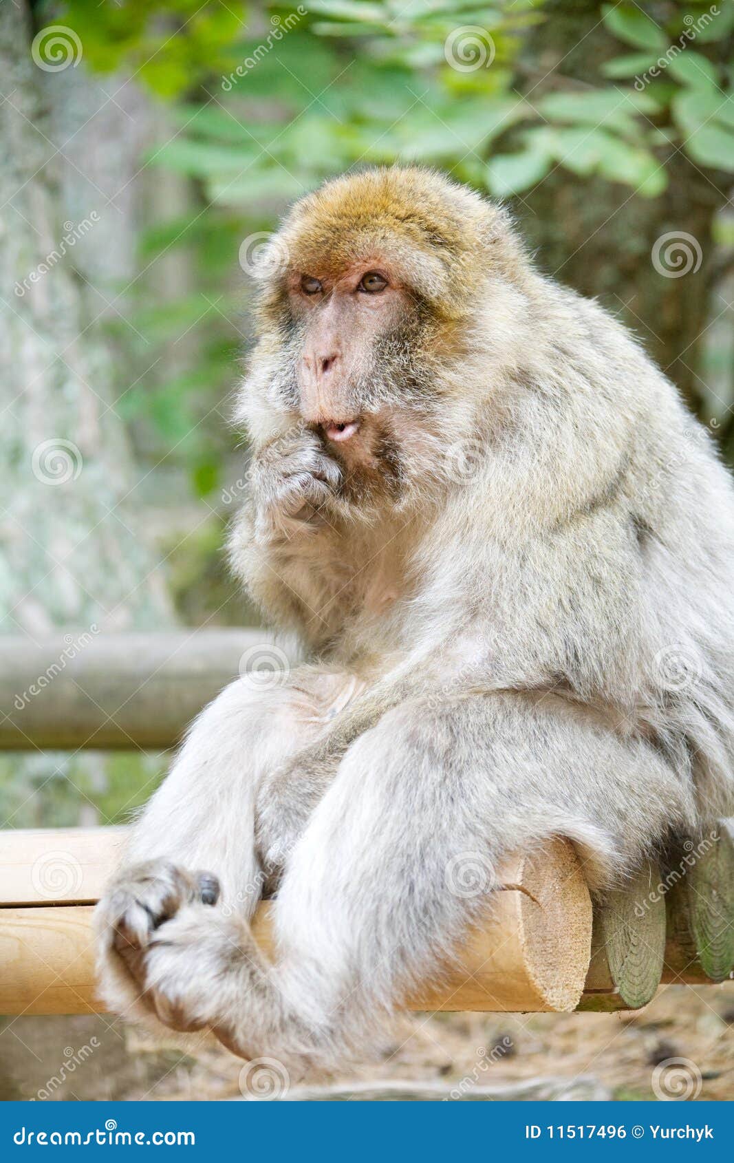 Green Macaque Monkey with Human-like Expression Stock Photo - Image of ...