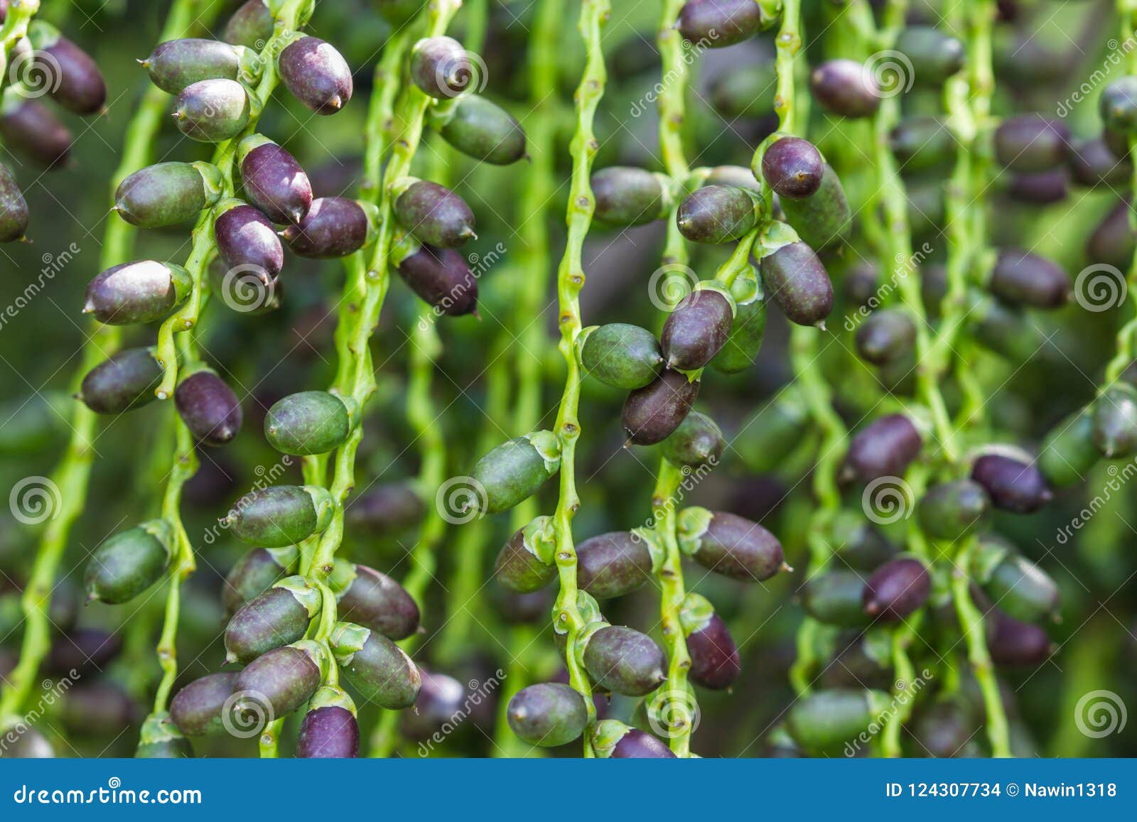 Green MacArthur Palm Tree Royalty-Free Stock Photography ...