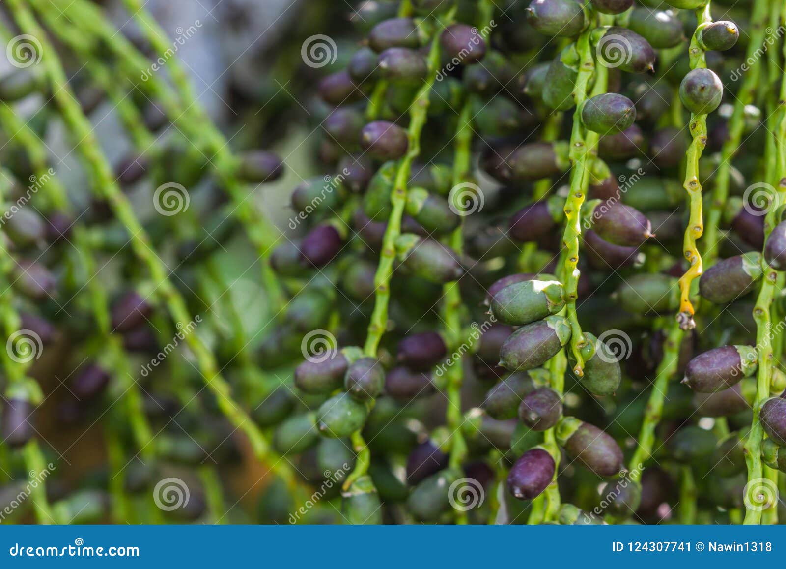 Green MacArthur Palm Tree Royalty-Free Stock Photography ...