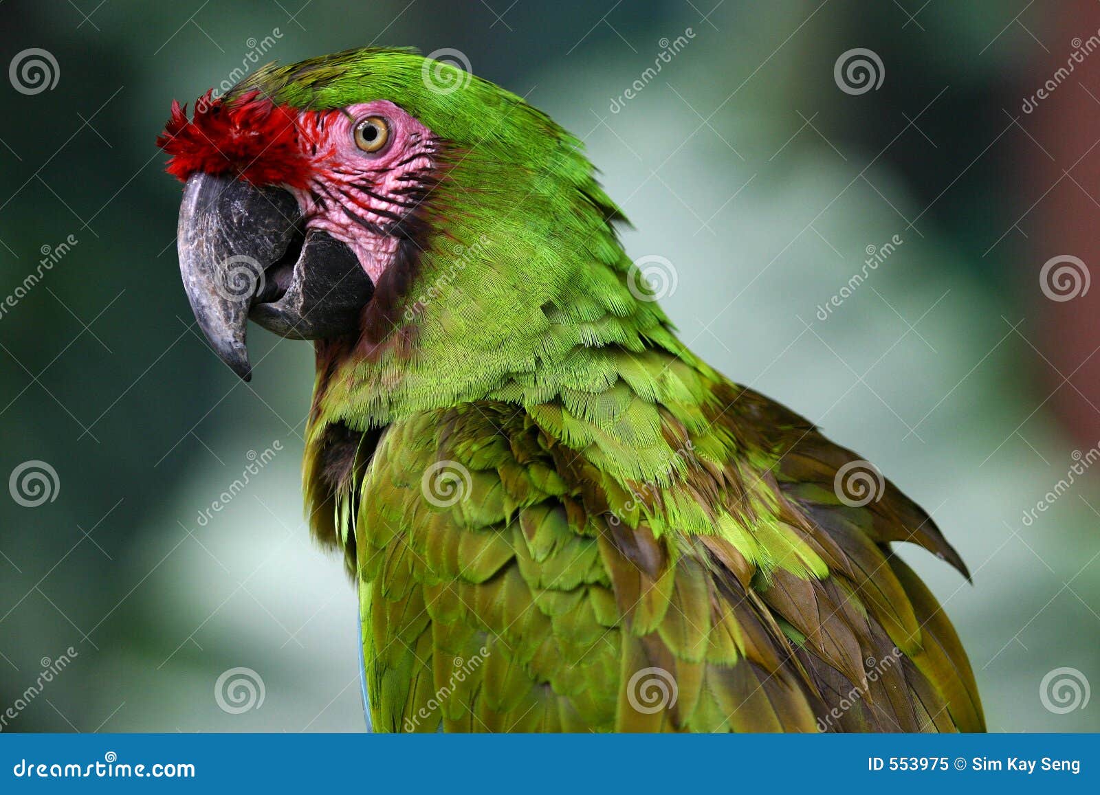 Green Macaw stock image. Image of green, colourful, animals - 553975