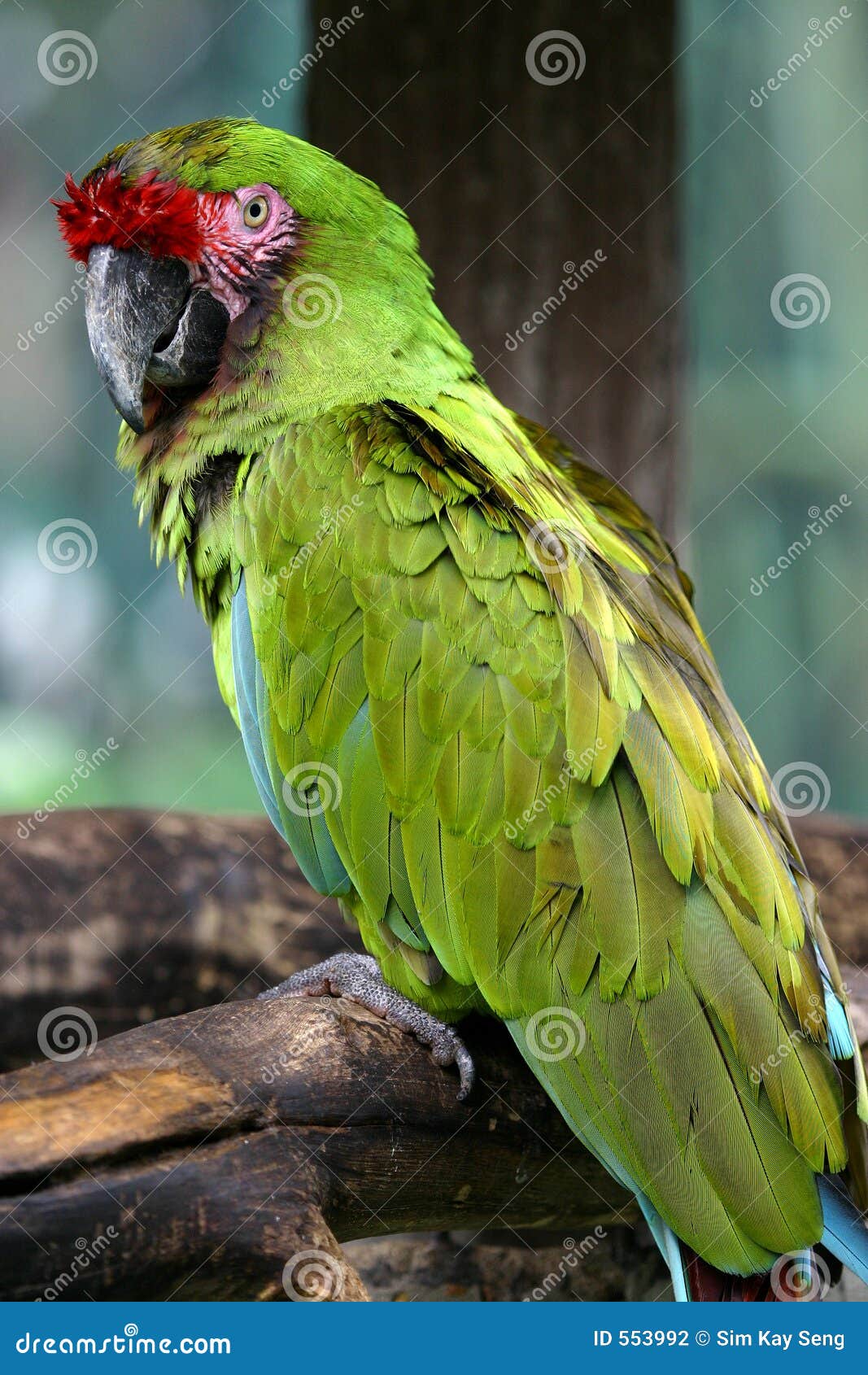 Green Macaw. stock photo. Image of nature, macaw, colourful - 553992