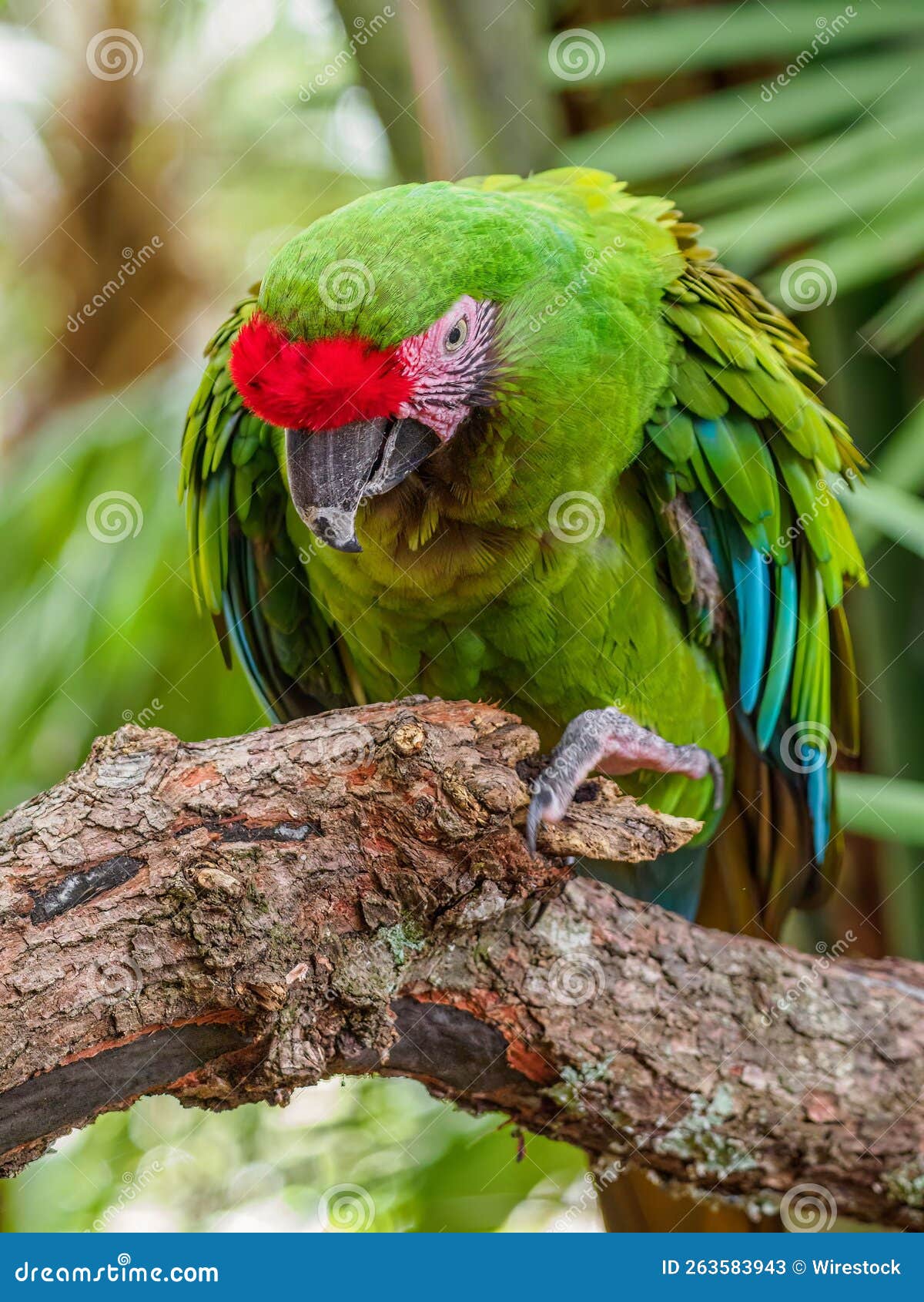 Green Macaw Bird Perching on a Tree Branch, Vertical Shot Stock Image ...