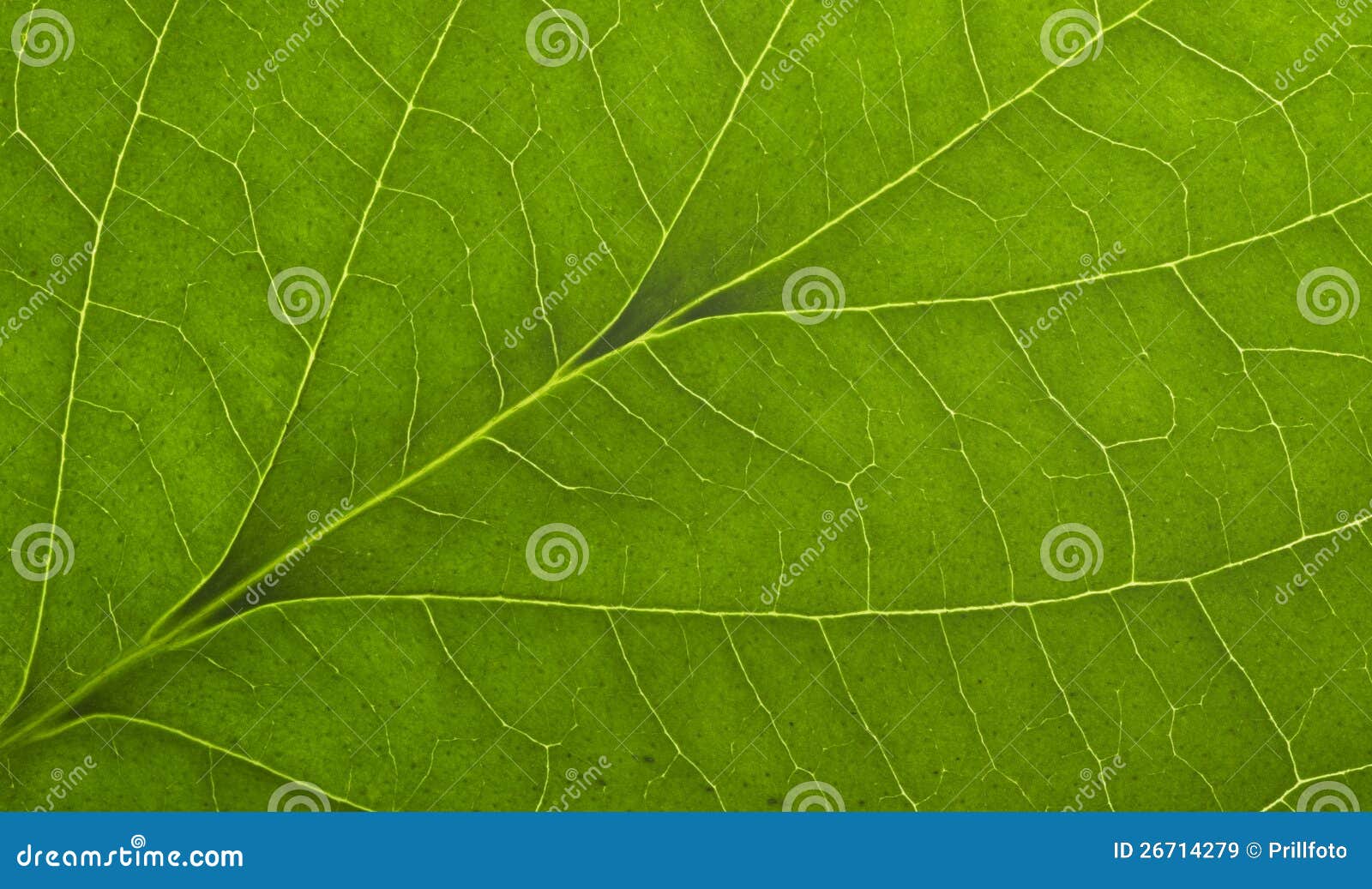 Green macro leaf stock image. Image of abstract, green - 26714279