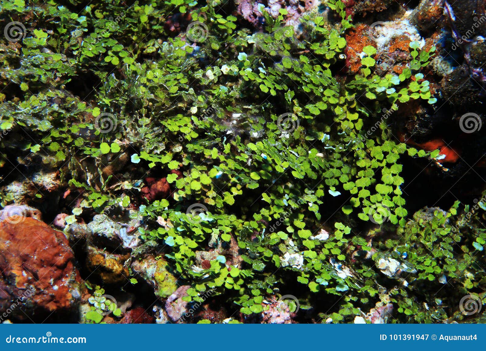 Green macroalgae stock image. Image of maldivian, deep - 101391947