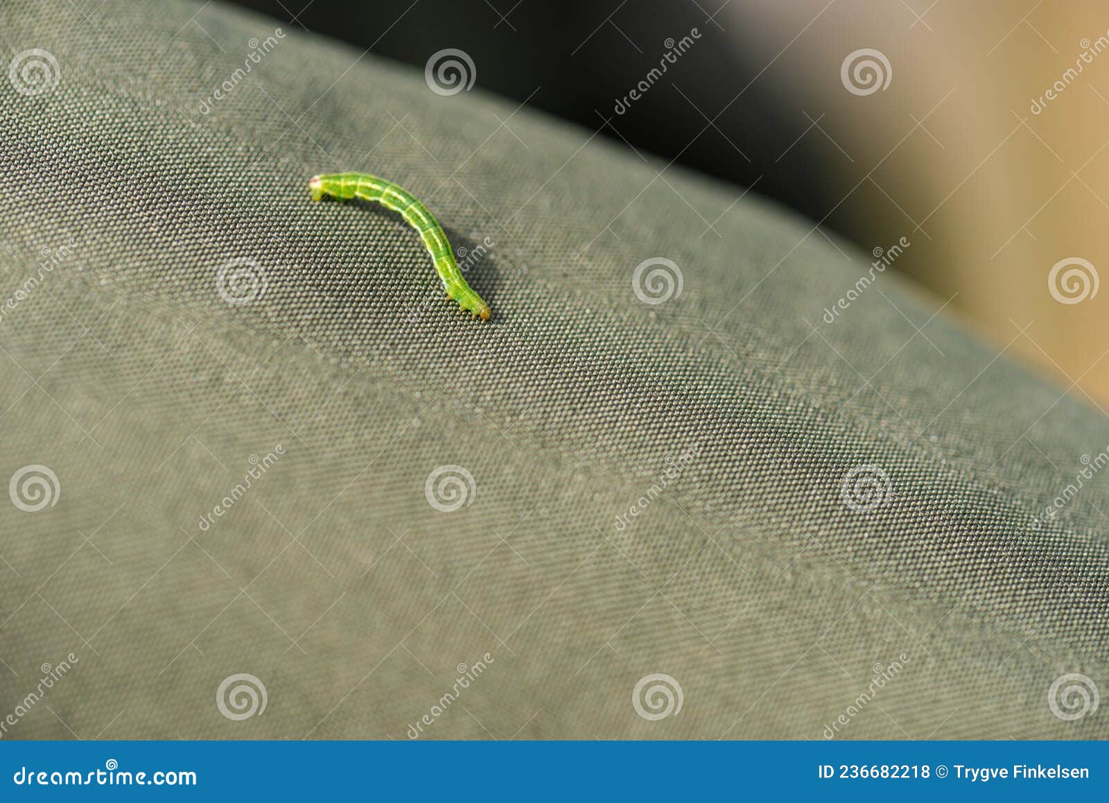 Green Maggot Glimbing Along a Jacket.. Stock Photo - Image of stem ...