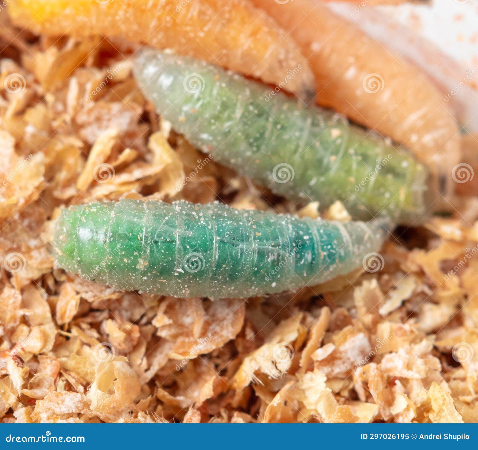 Green Maggots in Sawdust. Macro Stock Image - Image of maggots, blue ...