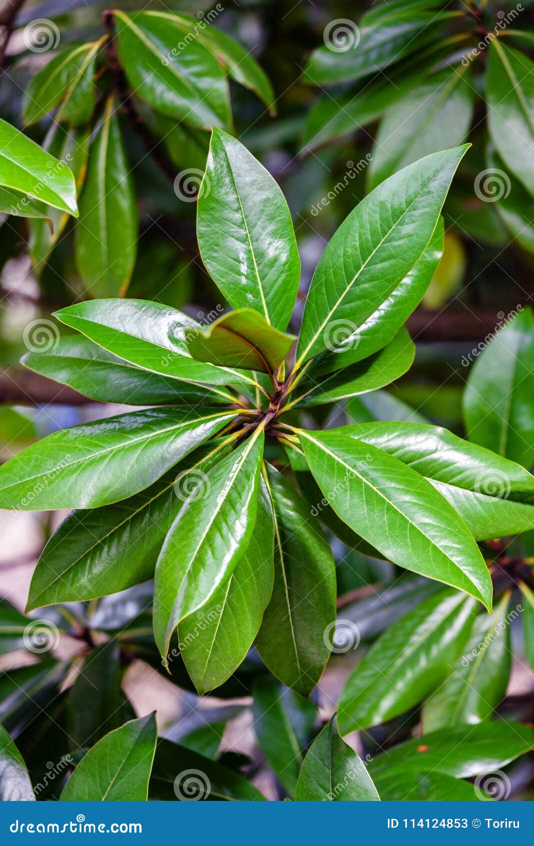 Green magnolia leaves stock image. Image of beauty, magnolia - 114124853