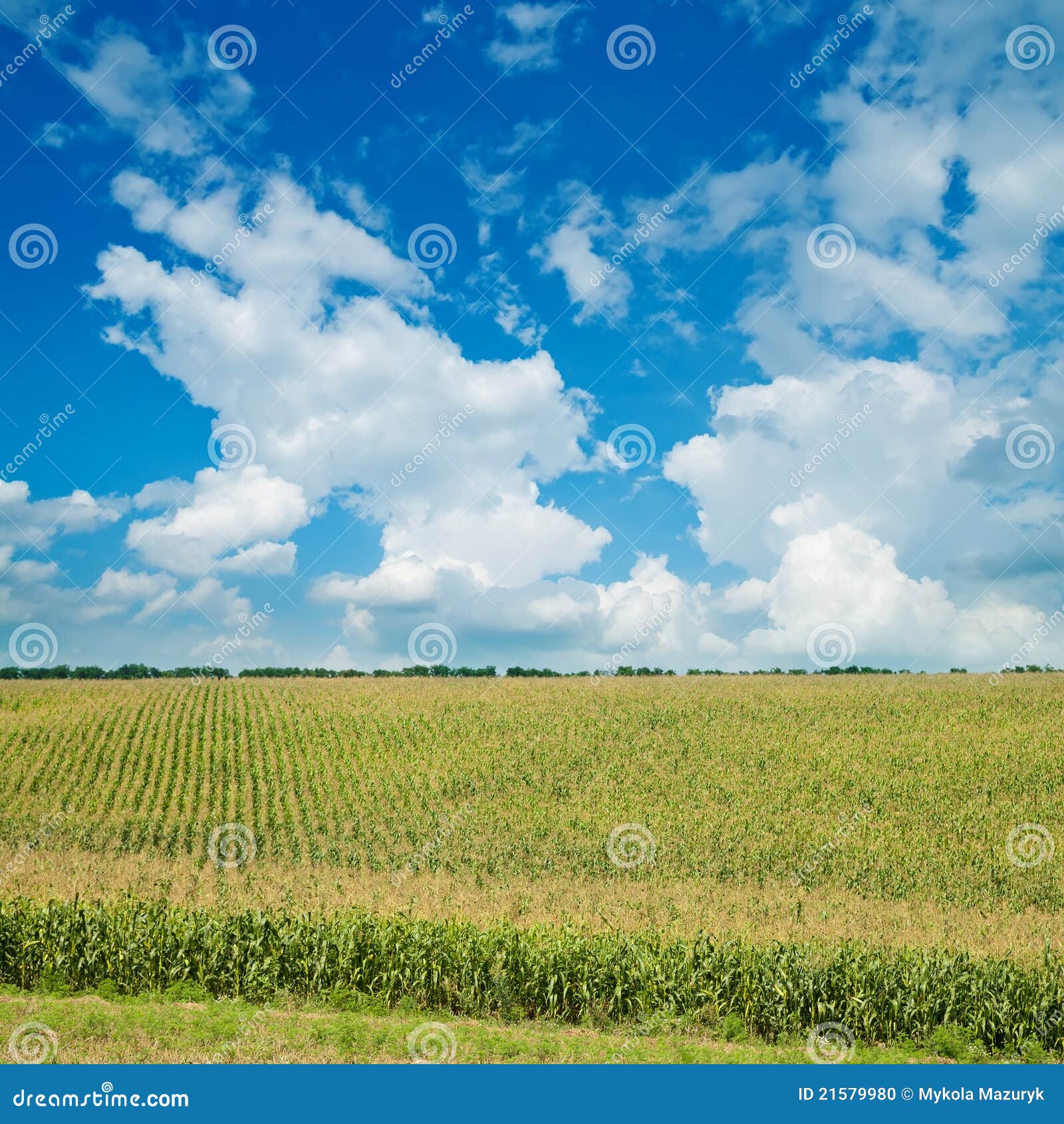 Green maize stock photo. Image of horizon, leaf, health - 21579980