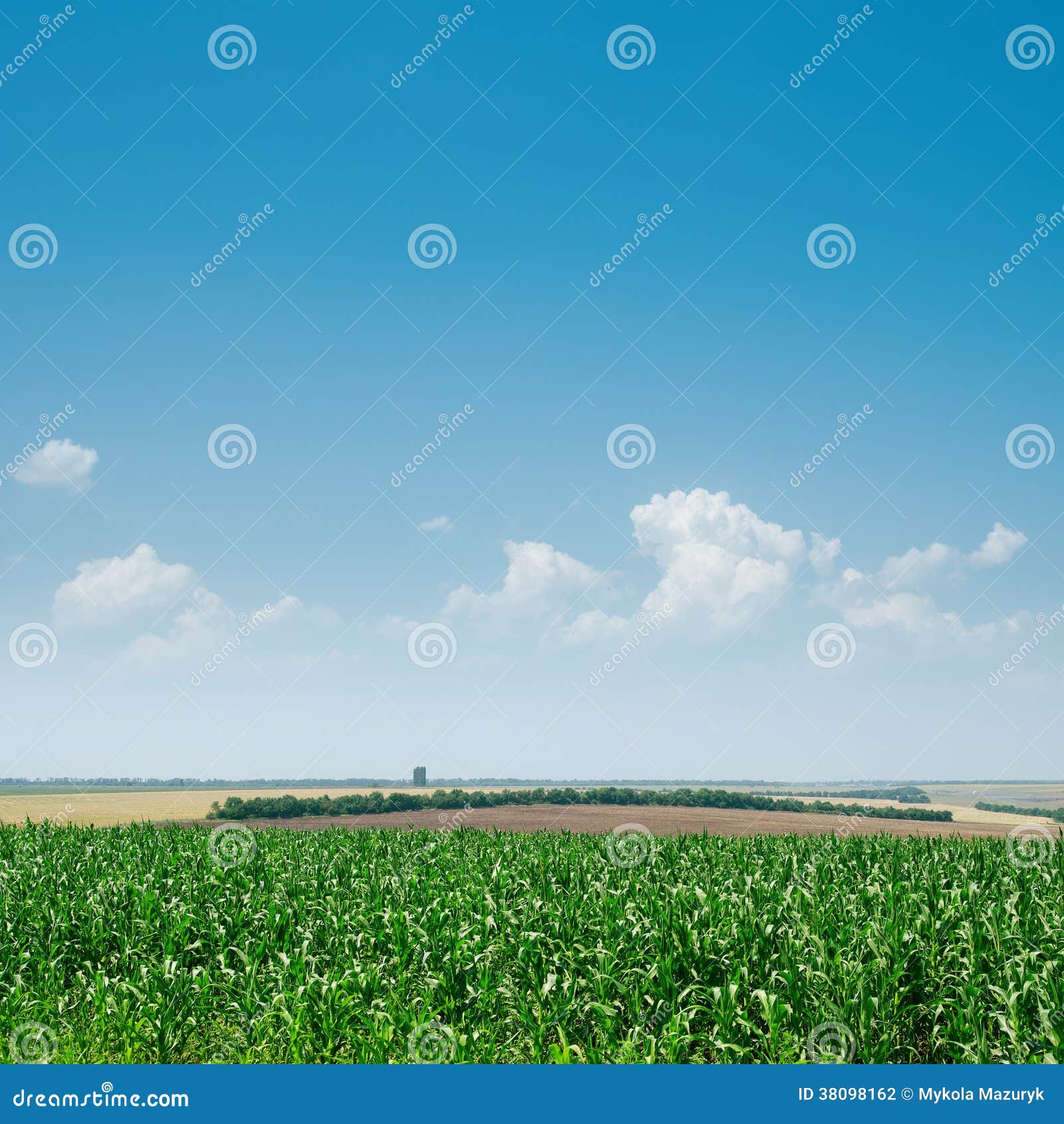 Green maize and blue sky stock photo. Image of maize - 38098162