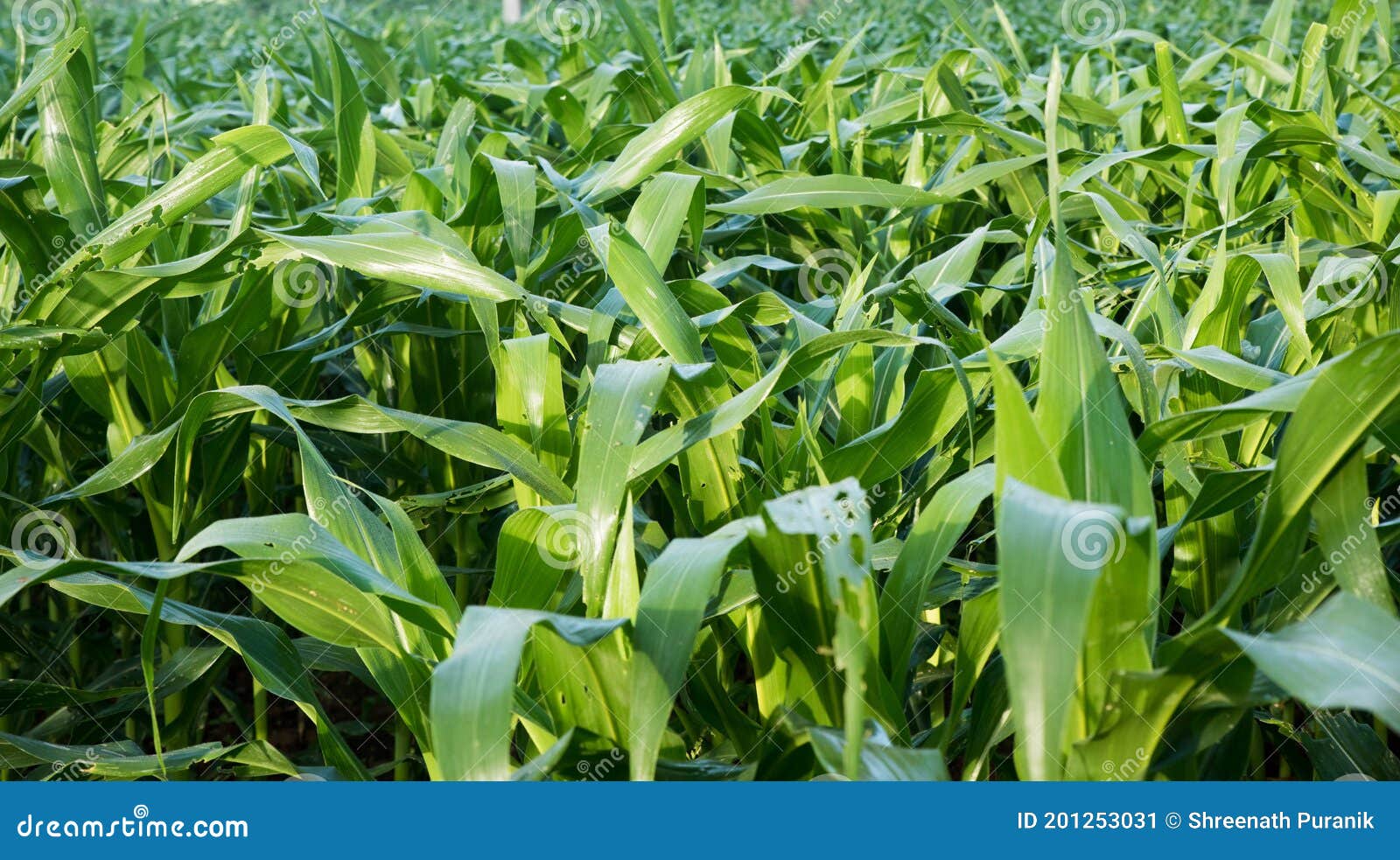 Green Maize Corn Field Plantation in Summer Stock Image - Image of ...