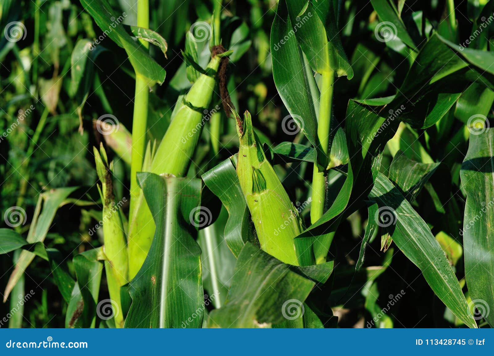 Green maize crop stock image. Image of daylight, crop - 113428745