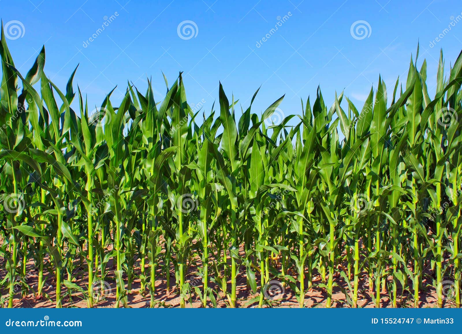 Green maize field stock image. Image of crop, maize, stem - 15524747