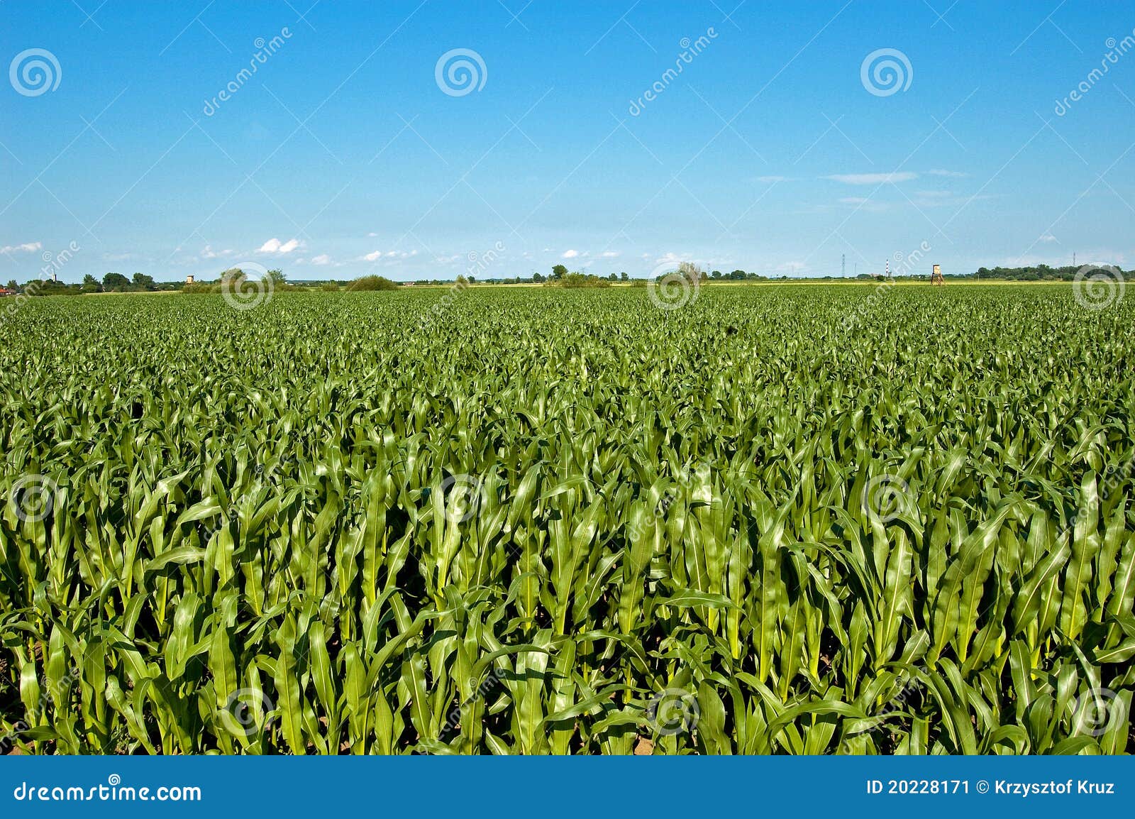 Green maize field stock image. Image of closeup, plant - 20228171