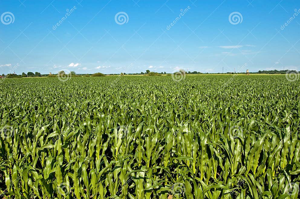 Green maize field stock image. Image of closeup, plant - 20228171
